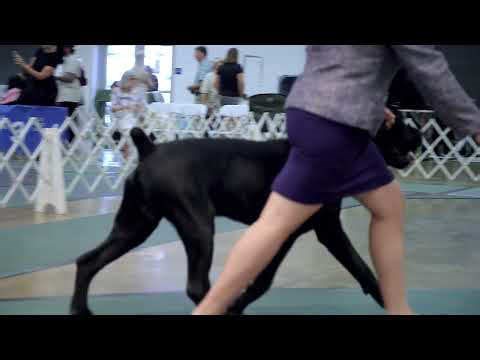 What is DSRA and its impact on the Cane Corso