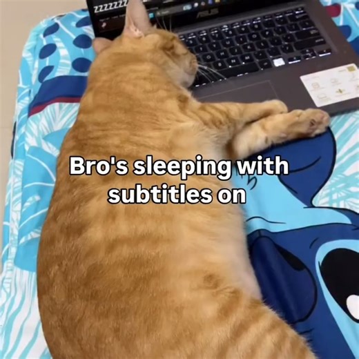 Petos on Instagram: "In a move that has pet owners cheering across the country, a popular beach in Clearwater, Florida has introduced the nation’s first Dog Sunscreen Stations — special booths where pet owners can apply vet-approved, UV-safe sunscreen mist to protect their dogs from harsh sunlight. According to park officials, vets have recently reported a rise in sunburn, paw pad burns, and skin irritation in dogs visiting beaches during peak hours. To solve this, engineers and veterinarians te