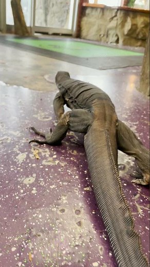 Have you ever seen a baby black dragon? 🐉