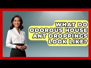 What Do Odorous House Ant Droppings Look Like? - Insects and Invaders