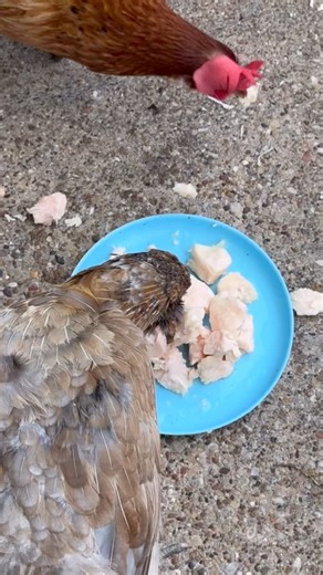 Chickens need a high protein diet, especially during molting season when they are growing new feathers 🪶 If they are lacking enough protein kn their diet, you may start to notice broken or missing feathers on them. This means they are using each other’s feathers for a protein source. Provide them supplemental snacks like canned chicken or scrambled eggs to give them that extra protein boost. (I know it seems weird but they are omnivores and will eat it up!) 🐓 #thecompostcorner #compostcorner #