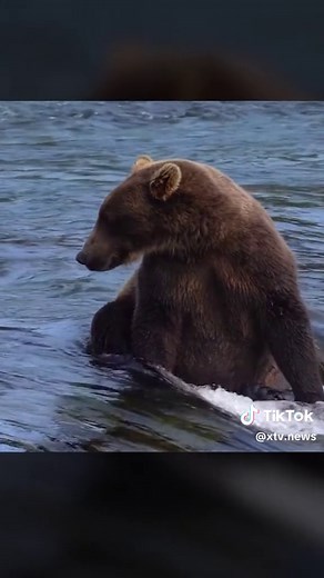 The Unluckiest Bear: Joey's Journey from Misidentification to Rescue