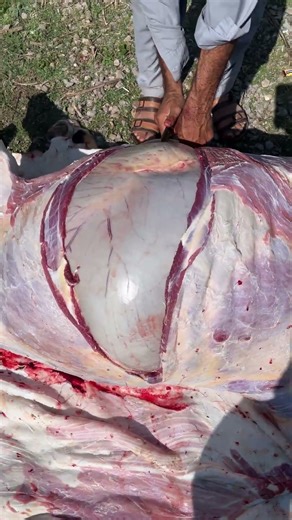 Cow Stomach Cutting Process🥩#shortfeed #viralvideo