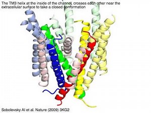 AMPA glutamate receptor, homo-tetramer