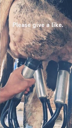 How to extract cow's milk#animallovers #cow #dairyfarm #animals #milk