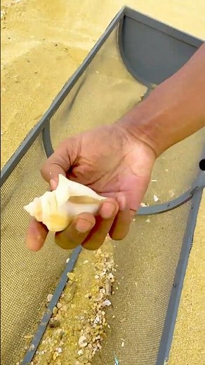 Next Level Find: Is This Seashell RARE? #shorts