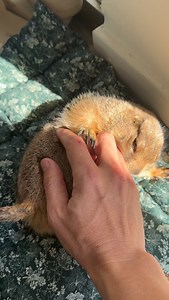 18K views · 3.6K reactions | Sweet sunshine and snackies with Poppy and @the_mert_alert  #prairiedog #tortoise #poppytheprairiedog #viralreels | Poppy the Prairie Dog | Facebook