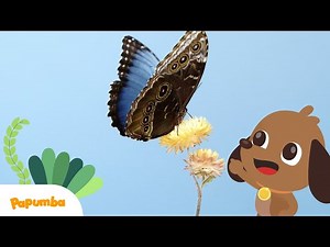 INTERESTING INSECTS: ANT, BUTTERFLY, LADYBUG, BEES 🐛🐜 | Learning videos for kids | Papumba