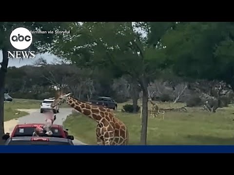 Shocking moment a giraffe lifts a toddler out of a truck