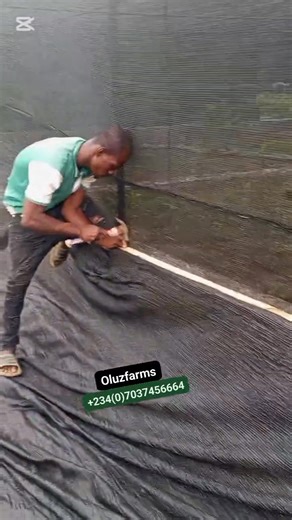 Here is The netting phase of the ongoing snail farm project we are working on for a client at ondo state. To engage our professional services for your snail farm construction project, kindly take note of this; We do not take full construction contract of a farm project. Once you are ready to commence on the project, you will invite us to your site which we are going to tell you the cost requirements for that. On our arrival to your site, we are going to give you the housing structure to put on g
