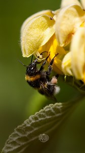 51 reactions | In the tropical ecosystems, bees quietly sustain biodiversity. Stingless yet vital, they pollinate native plants and support agriculture. Their cultivation preserves not just the rainforest but also traditions that connect communities with their environment.#JungleExperiences #MeliponaBees #TropicalPollination #Amazon | Jungle Experiences - Amazon Cruises | Facebook