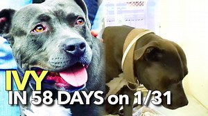 1.2K views · 104 reactions | Please keep SHARING for the amazing IVY,...