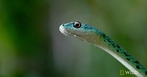 68K views · 792 reactions | Bush snakes are expert gecko hunters, and they'll follow them pretty much anywhere--even into a parked car! | National Geographic Animals | Facebook
