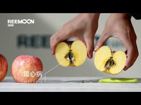 Reemoon Smart Apple Sorting Equipment: Technology Empowers Quality Selection