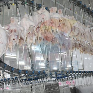 [Hot Item] Abattoir Equipment 500bph-13000bph Chicken Defeathering Machine Chicken Plucking Machine