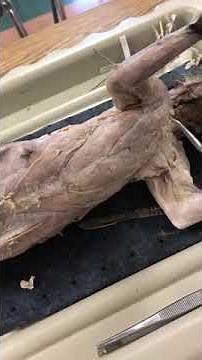 Mrs. Bowles Cat Dissection: Abdominal muscles