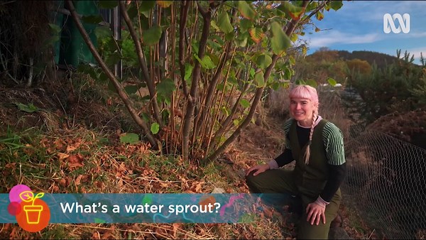 FAQs – Water sprouts | Fruit tree pollination | Lemon trees - Gardening Australia