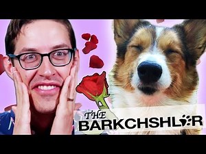 Keith Challenges 25 Dogs To Recreate The Bachelor