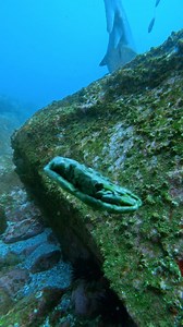 Leats have some fun. Tag your dive buddy, tag a mate. Tell them that this video made you think of them. . . . . . #shark #southwestrocks #poop #dobearsshitinthewoods. #fishrock #carchariastaurus #greynurse #raggedtooth #sandtiger #scuba #sharks #ocean #sharkweek #underwater #sharkdiving #savesharks #fish #everybodypoops | South West Rocks Dive Centre