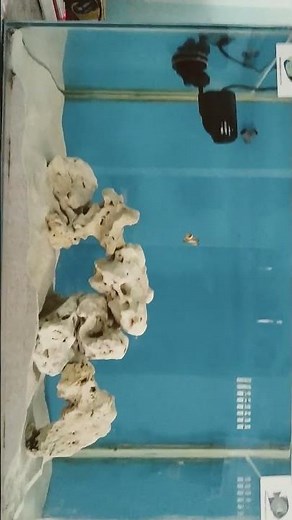 So finally added finding nemo fish in my Marine tank 😍🤩