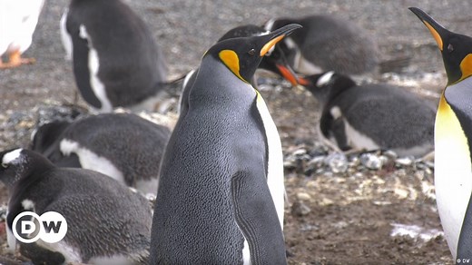Penguin colonies suffer from plastic trash