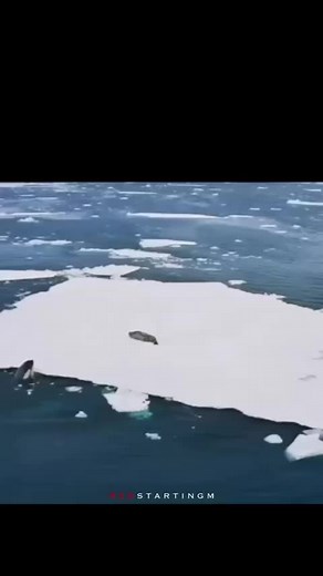 Fascinating Polar Bear Behavior in the Arctic