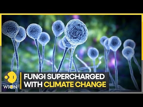 Pathogenic Fungi dangerous to humans | WION Climate Tracker