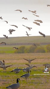 120K views · 2.1K reactions | Every day above ground is a good day! #oklahoma #geese #ducks #bigspins #lockedup | Flatline Outfitters | Facebook