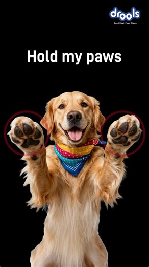 Drools | Pet Food on Instagram: "Looking for a garba partner? Not anymore! 💃🐾 Forget Fafda-Jalebi — fuel your your furry twirl-master with Drools this Navaratri season. Trust me, no one will have more stamina on the dance floor 🐶💚✨ With Drools Daily Nutrition 100% Veg, your pet stays happy, energetic, and nourished through all nine nights of celebration. #FeedRealFeedClean #DroolsIndia #Navratri #DogLovers #GarbhaNights #Dogs #Drools"