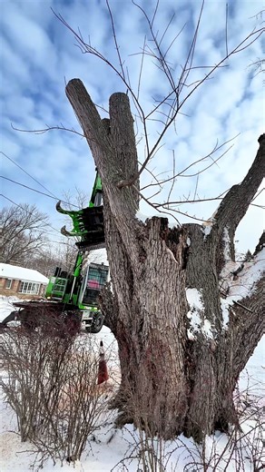 Kravitz Tree Service: Exceptional Beauty and Care