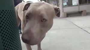 7K views · 909 reactions | He broke out hearts when he was surrendered after an attack by another dog but you never gave up on him. Take a look at his FREEDOM VIDEO thanks to all of you SHARING and to the Shelter for giving him so much time! Happy life sweet CAPTAIN ❤️ https://www.facebook.com/savingcarsonshelterdogs/photos/a.656804991158805.1073741920.171850219654287/633559940149977/?type=3&theater | Saving Carson Shelter Dogs | Facebook