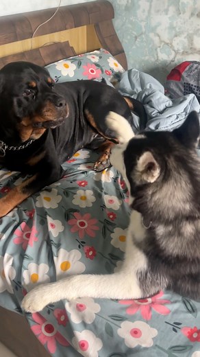 15K views · 370 reactions | Rottweiler bites?  #rottweilerthebruzzo #rottweiler #rottweilersofinstagram #rottwailerpuppy #dog #doglover #animal #viral #dogs #doglovers #doglife #pets #puppies #trending #ilovemydog #cutedogs #viralreel #funny #fbreels | Rottweiler_The_Bruzzo | Facebook