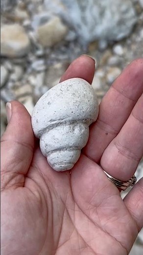 Ancient Gastropod Snail Fossil - Surface Find while Hunting North Texas Creek Fossils