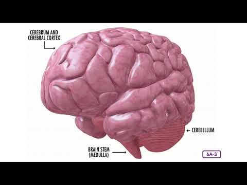 Unit 3: Lesson 8 - The Nervous System and the Brain
