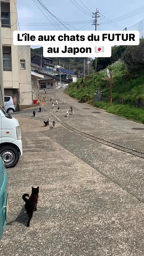 1.3M views · 10K reactions | L’île au chat du FUTUR au Japon  | Le Japon en Noir et Blanc | Facebook