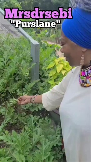 Mrs Dr Sebi- Patsy Bowman on Instagram: "Purslane 🌱 This is another edible wild vegetation that is alkaline. A lot of people have forgotten about this plant. Try adding it to your salads. 😊 For those looking to heal a particular disease, and would like a consultation with me to start their journey in healing, please contact my assistant: 305-778-0986 (+1 for WhatsApp) 11am- 5pm. Est Tuesday through Saturday #purslane #alkalinediet #mrsdrsebi #health #healing #alkaline #alkalinefood #drsebi"