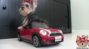 Mini Yorkshire Terrier Performs Impressive Tricks
