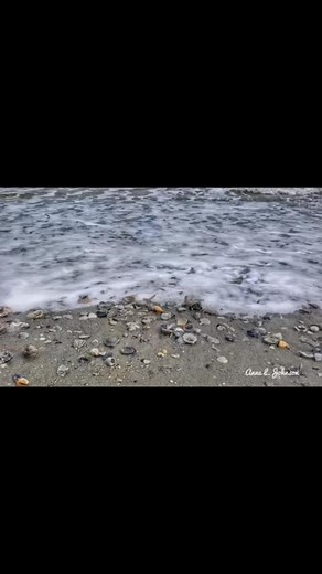 #beachtreasures #loveofshells #beautyinnature #saltlife | Myrtle Manor Anne