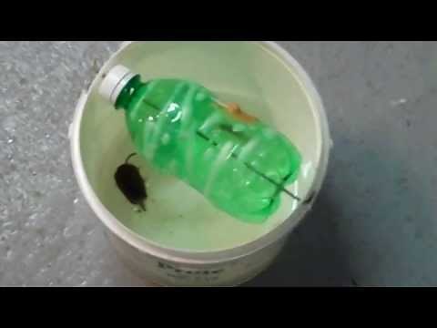 cleanup shrew/mouse homemade set with shrew