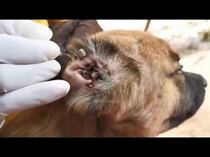 Crazy ANIMAL Popping huge blackheads and Pimple Popping - DOGS Pimple Popping Videos #10