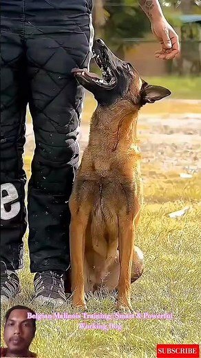 Belgian Malinois Training | Smart & Powerful Working Dog #malinois #germanshepherd #belgianmalinois