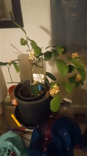BONSAI LEMON TREE GROWING LEMONS