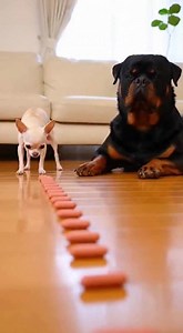 Speed: 100. Sharing: 0. 🌭🚫 Speed: 100. Sharing: 0. 🌭🚫 . The Rottweiler is still processing what just happened. One second the sausages were there, the next second... gone. The Chihuahua's "system shutdown" at the end is exactly how I feel after Thanksgiving dinner. 💀 | Zoropets