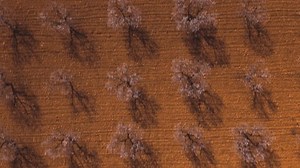 「スペイン、ムルシア州ムラのアーモンドの花の空撮」の動画素材（ロイヤリティフリー）3437346395 | Shutterstock