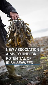 30K views · 268 reactions | How can Ireland benefit from seaweed? The new Irish Seaweed Association aims to unlock the potential of seaweed farming here. #seaweed #ireland #sea #kelp #marine #sealife #nature | RTÉ News | Facebook