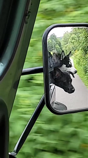 Flapping #dogs #dog #doggo #funny #jeep #JeepWrangler #husky #labrador #cute #topless #fyp #offroad #fun