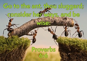 63 reactions · 6 comments | 퐏퐫퐨퐯퐞퐫퐛퐬 ퟔ:ퟔ 퐆퐨 퐭퐨 퐭퐡퐞 퐚퐧퐭, 퐭퐡퐨퐮...