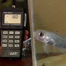 The Making of the Fittest: The Birth and Death of Genes