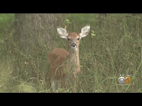 Staten Island’s Deer Dilemma Has Residents Butting Antlers