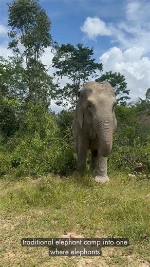 Here's what a trip to ChangChill in Thailand looks like! 🐘🧡 In 2017, World Animal Protection worked directly with ChangChill (then under a different name) to help prove there was a better way forward for elephants in tourism. Re-opening its doors in 2019, ChangChill didn’t just change their model—they led the way. Their decision helped inspire other venues to move away from cruelty and toward a future where elephants live with dignity, not exploitation. This is what an elephant-friendly future